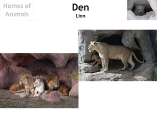 Homes of Animals | PPTX