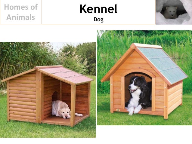 Interesting Animal Homes