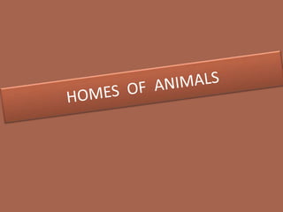Homes of animals | PPTX