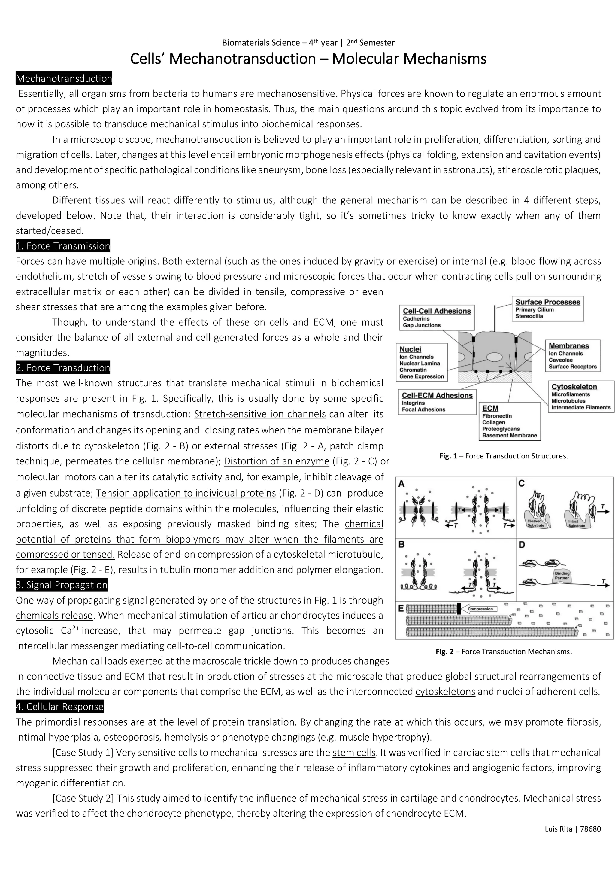 Cells’ Mechanotransduction – Molecular Mechanisms | PDF