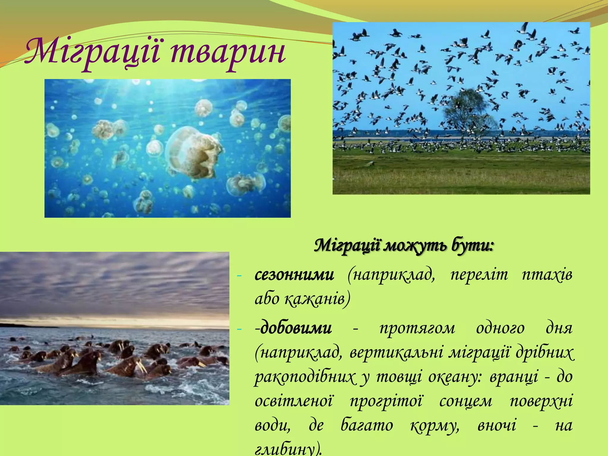 Homing | PPT