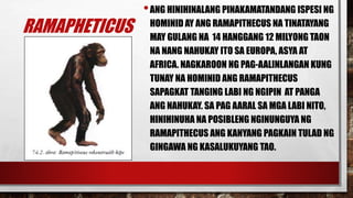 Hominid | PPTX | Large Animals | Pets