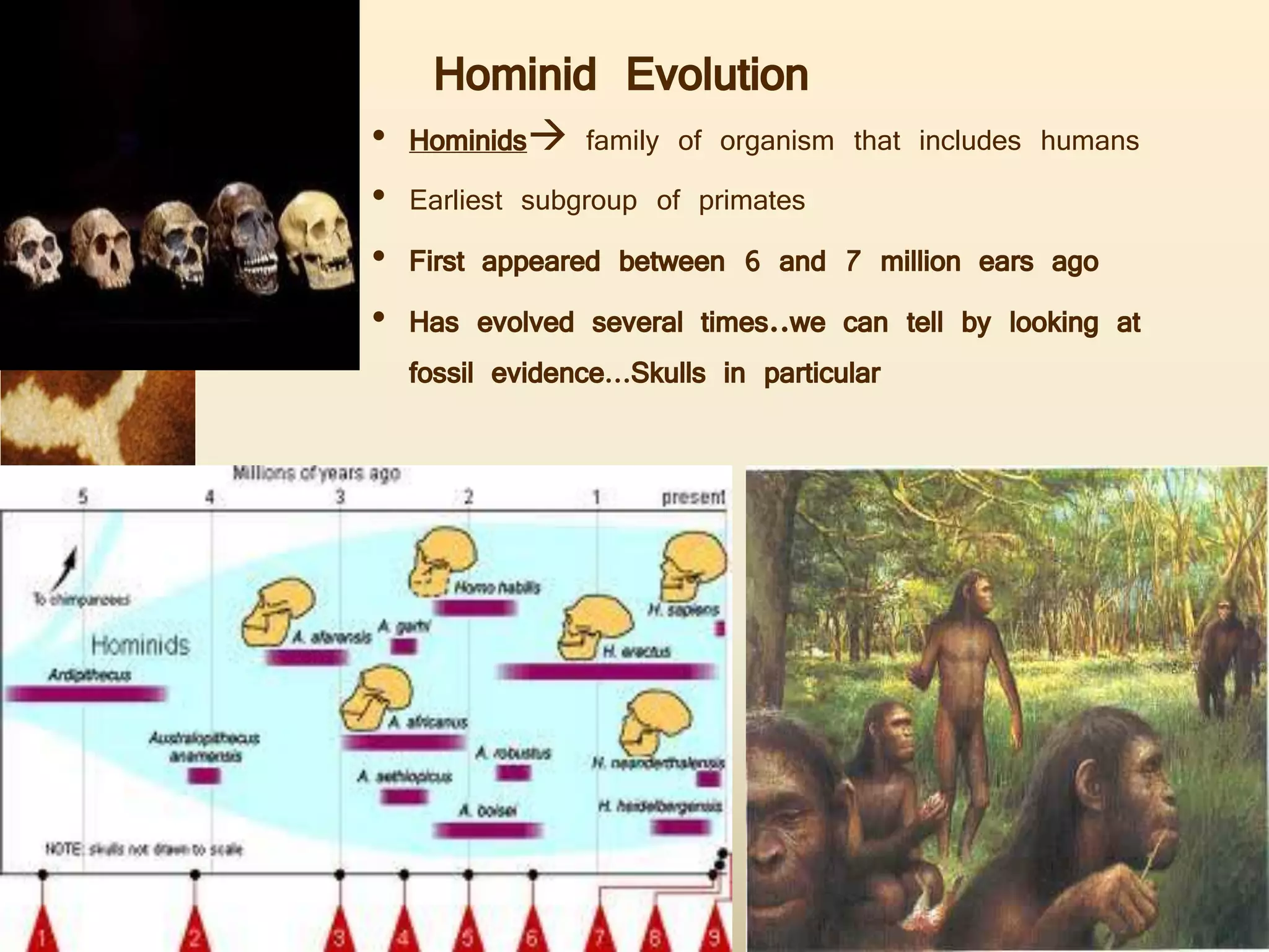 Hominid evolution part | PDF | Biological Sciences | Science
