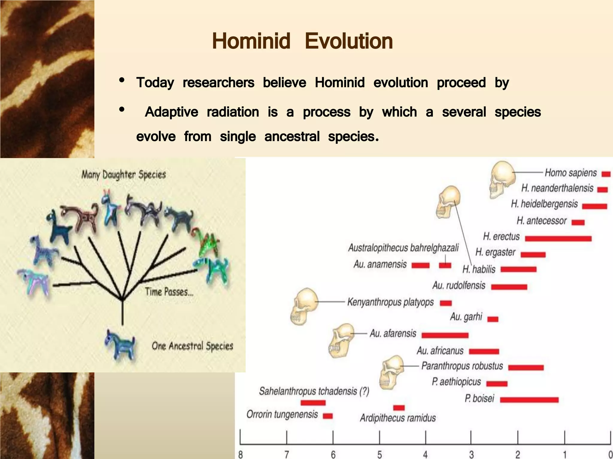 Hominid evolution part | PDF | Biological Sciences | Science