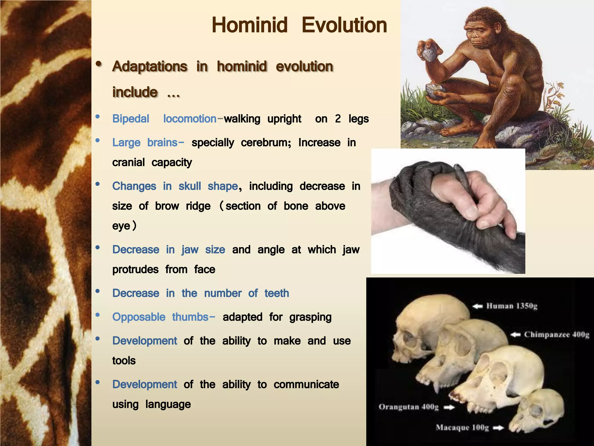 Hominid evolution part | PDF | Biological Sciences | Science