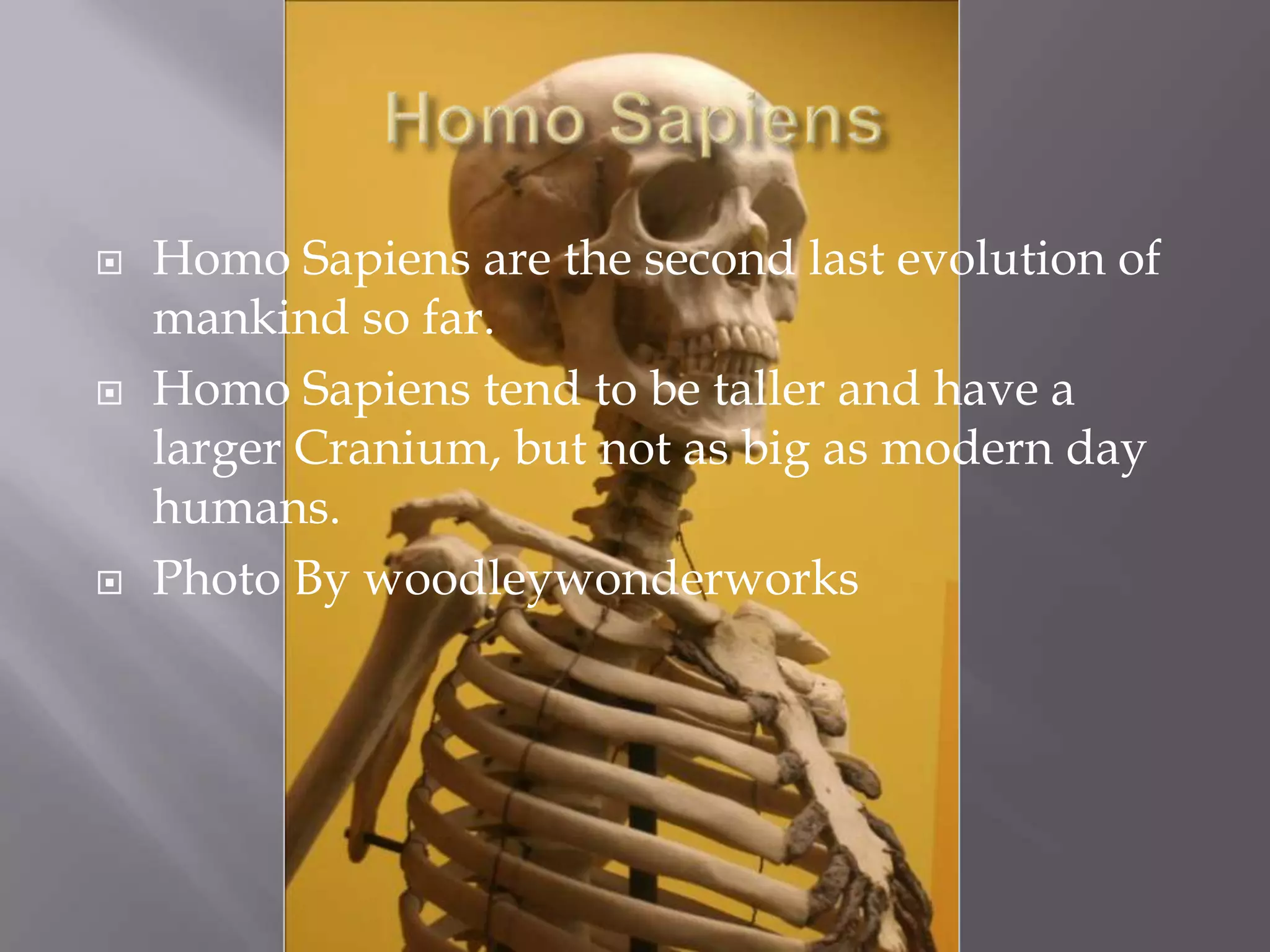 Hominid power point | PPTX