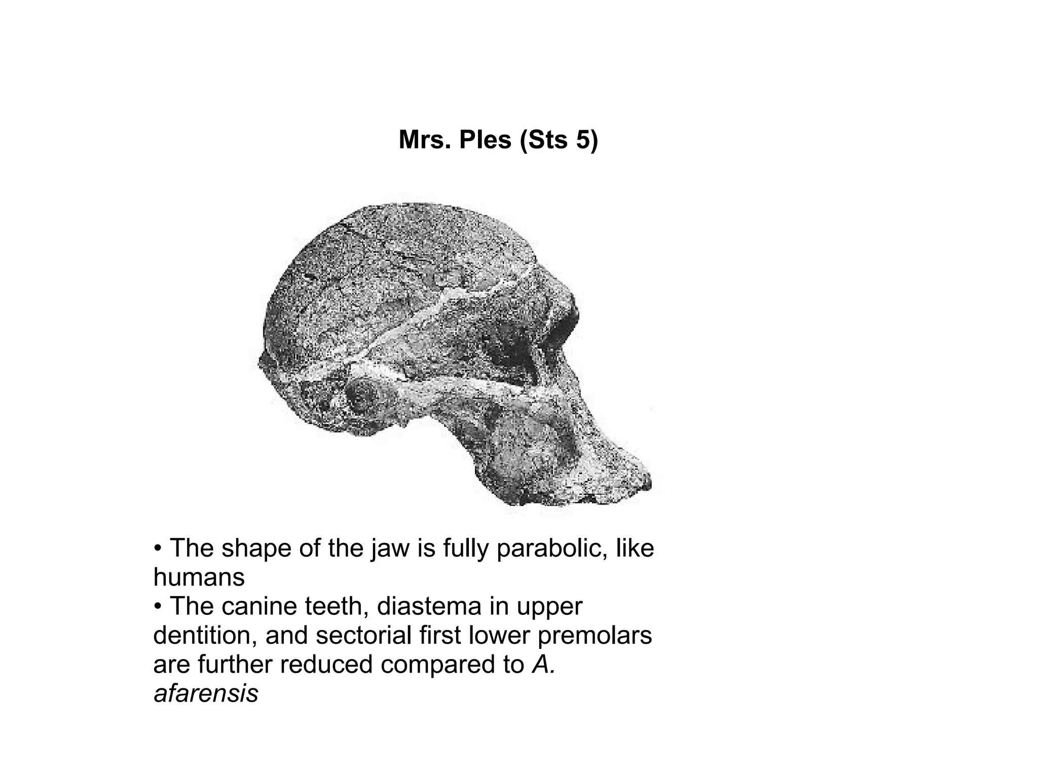 Hominids | PPT