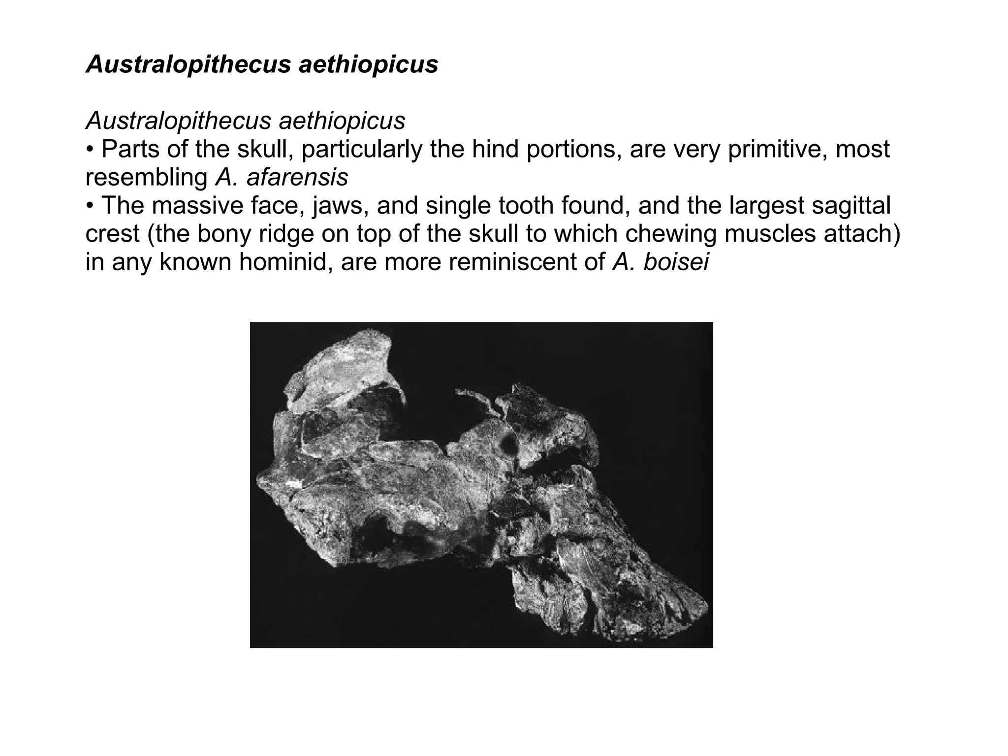 Hominids | PPT