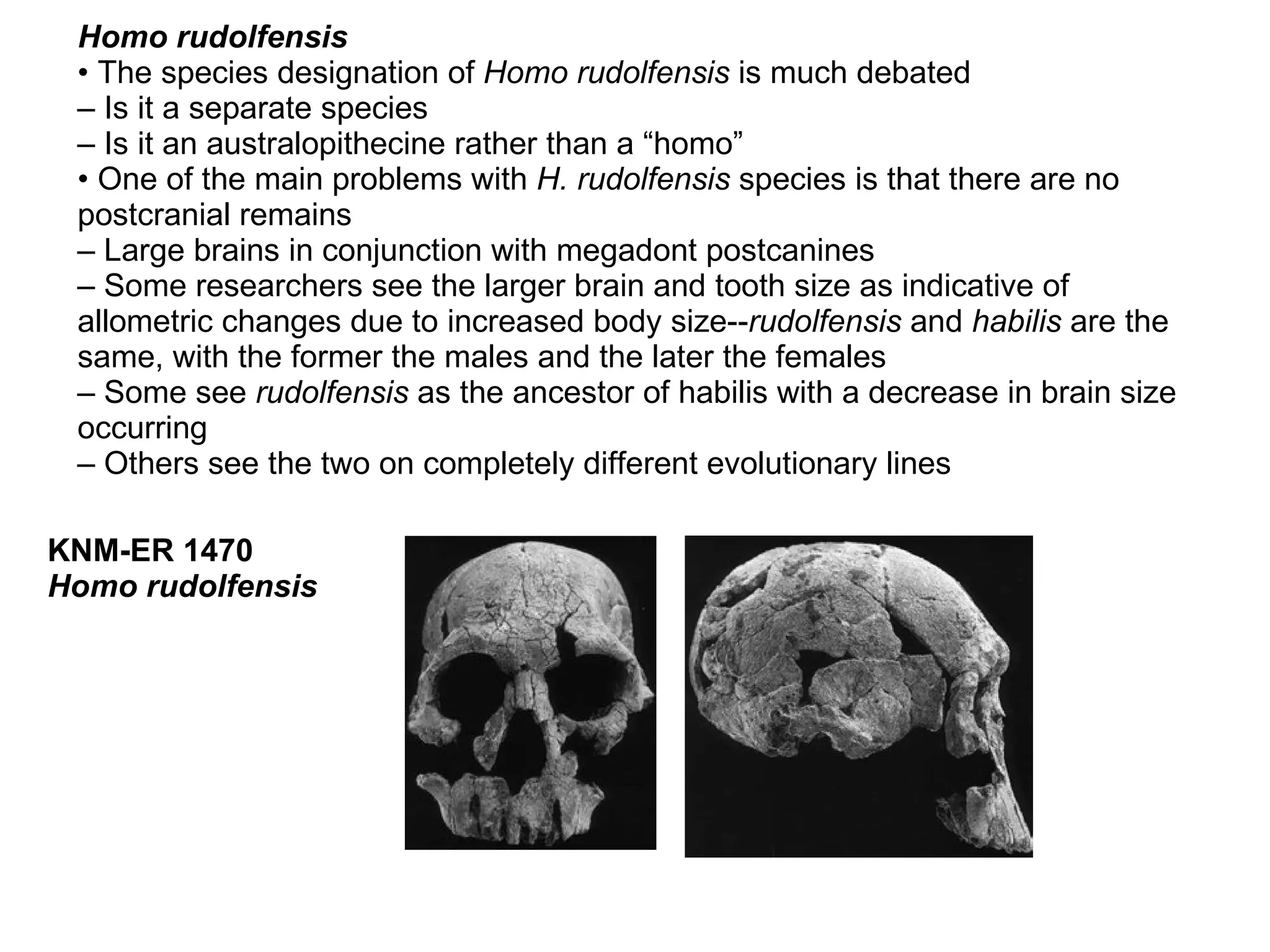 Hominids | PPT