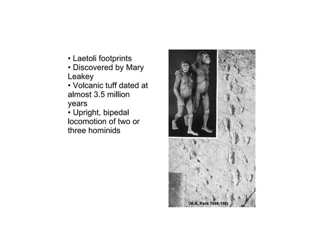 Hominids | PPT | Geology | Science