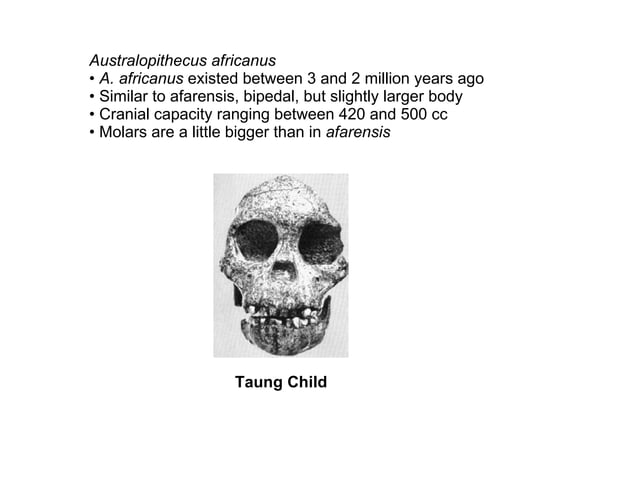 Hominids | PPT | Geology | Science