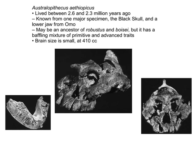 Hominids | PPT | Geology | Science