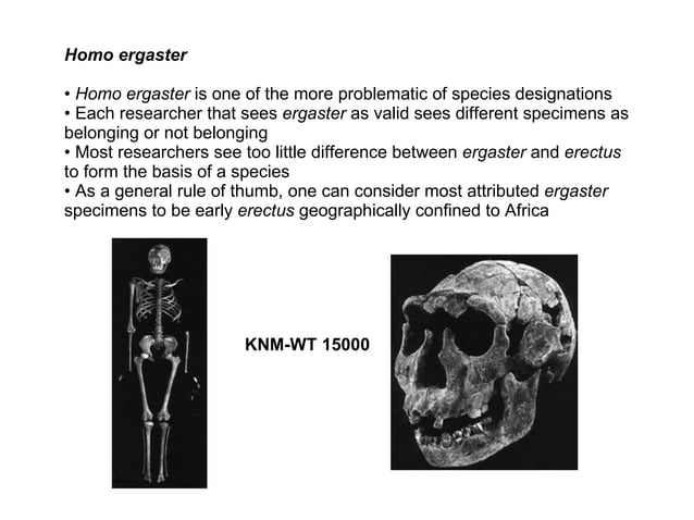 Hominids | PPT | Geology | Science