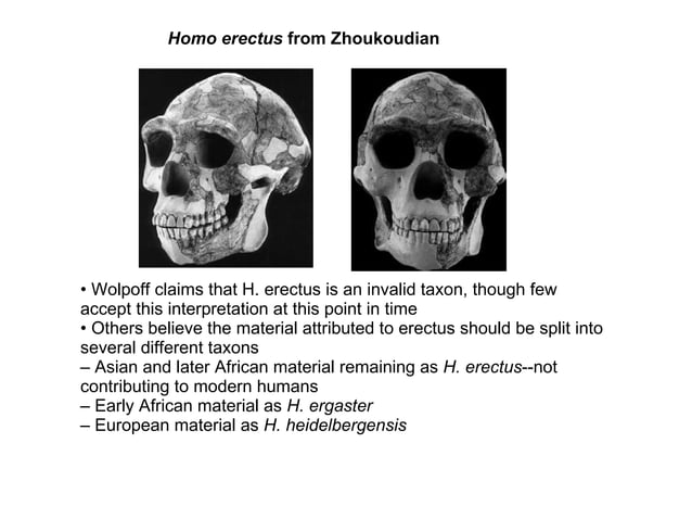 Hominids | PPT | Geology | Science