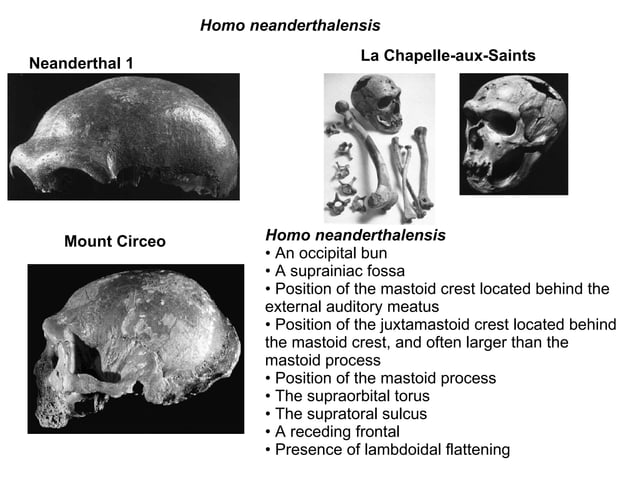 Hominids | PPT | Geology | Science