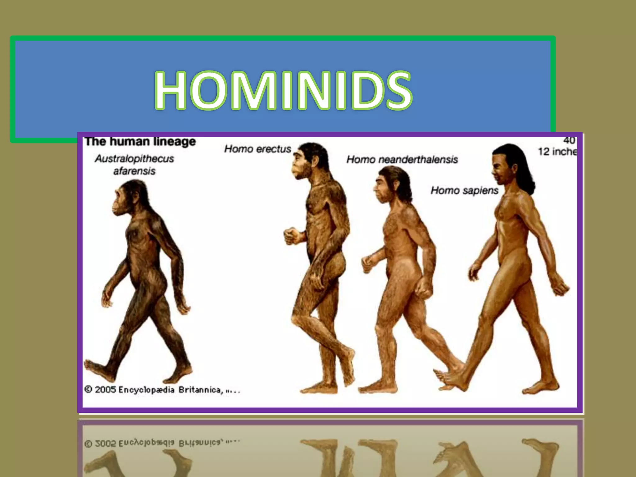 Hominids | PPTX