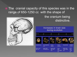 Hominid species1 | PPTX | Large Animals | Pets