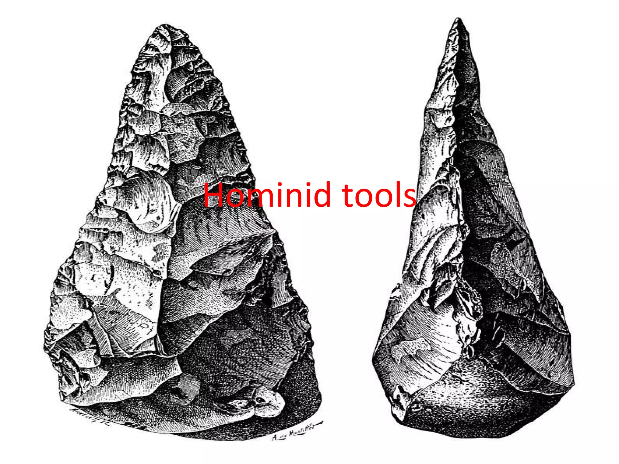 Hominid tools | PPT