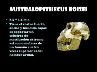 Australopithecus Boisei Características Del Cráneo