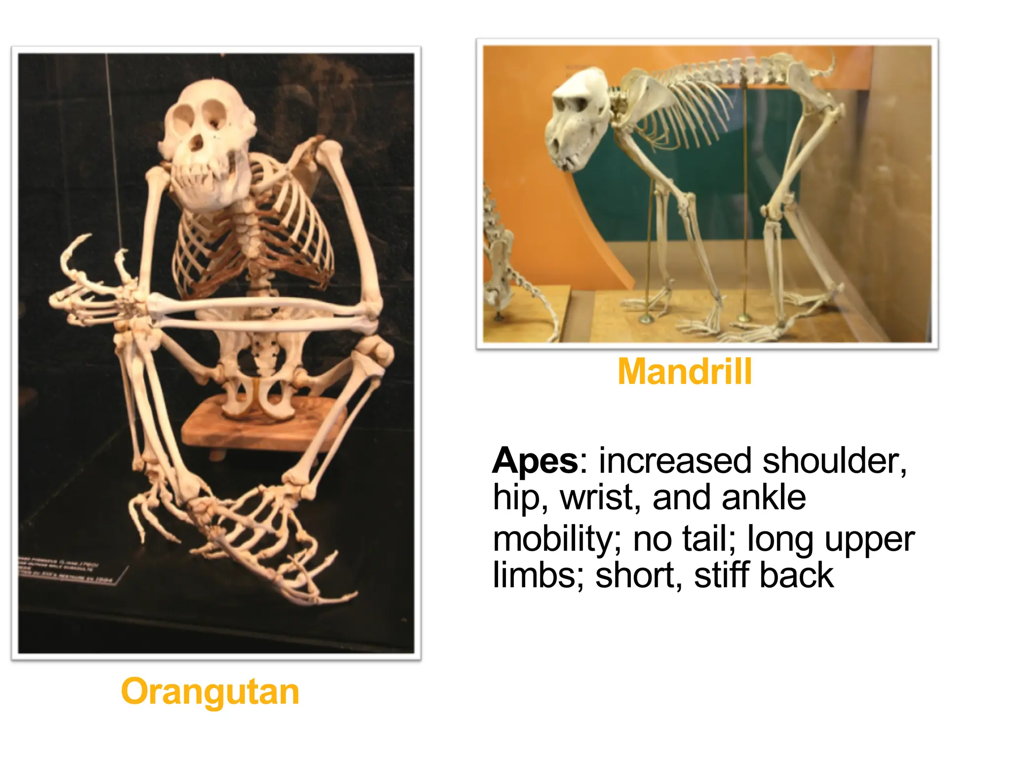ASU Hominoid Origins Part one Slide Shows | PPT