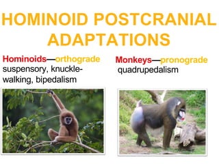 ASU Hominoid Origins Part one Slide Shows | PDF
