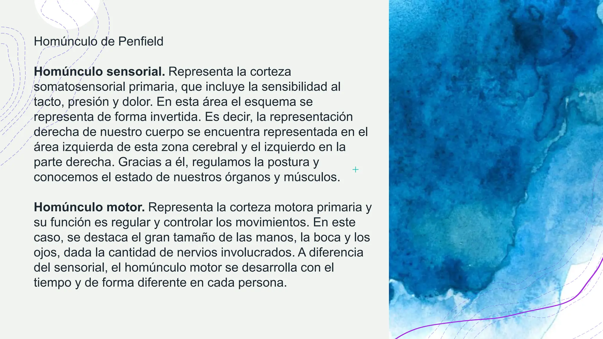 Homúnculo cortical o de Penfield. corteza motora y somatosensorial.pptx