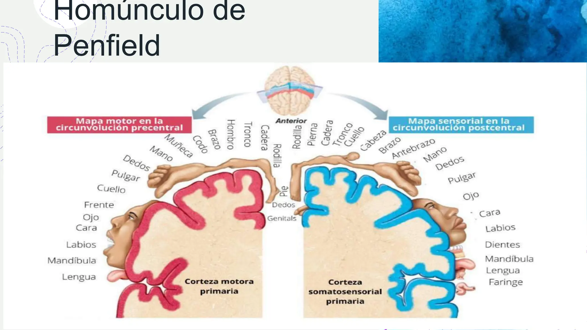Homúnculo cortical o de Penfield. corteza motora y somatosensorial.pptx
