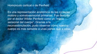 Homúnculo cortical o de Penfield. corteza motora y somatosensorial.pptx