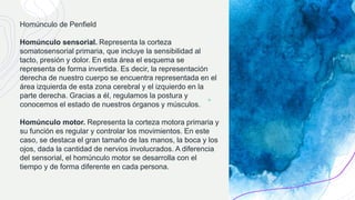 Homúnculo cortical o de Penfield. corteza motora y somatosensorial.pptx