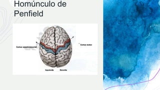 Homúnculo cortical o de Penfield. corteza motora y somatosensorial.pptx