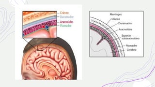 Homúnculo cortical o de Penfield. corteza motora y somatosensorial.pptx