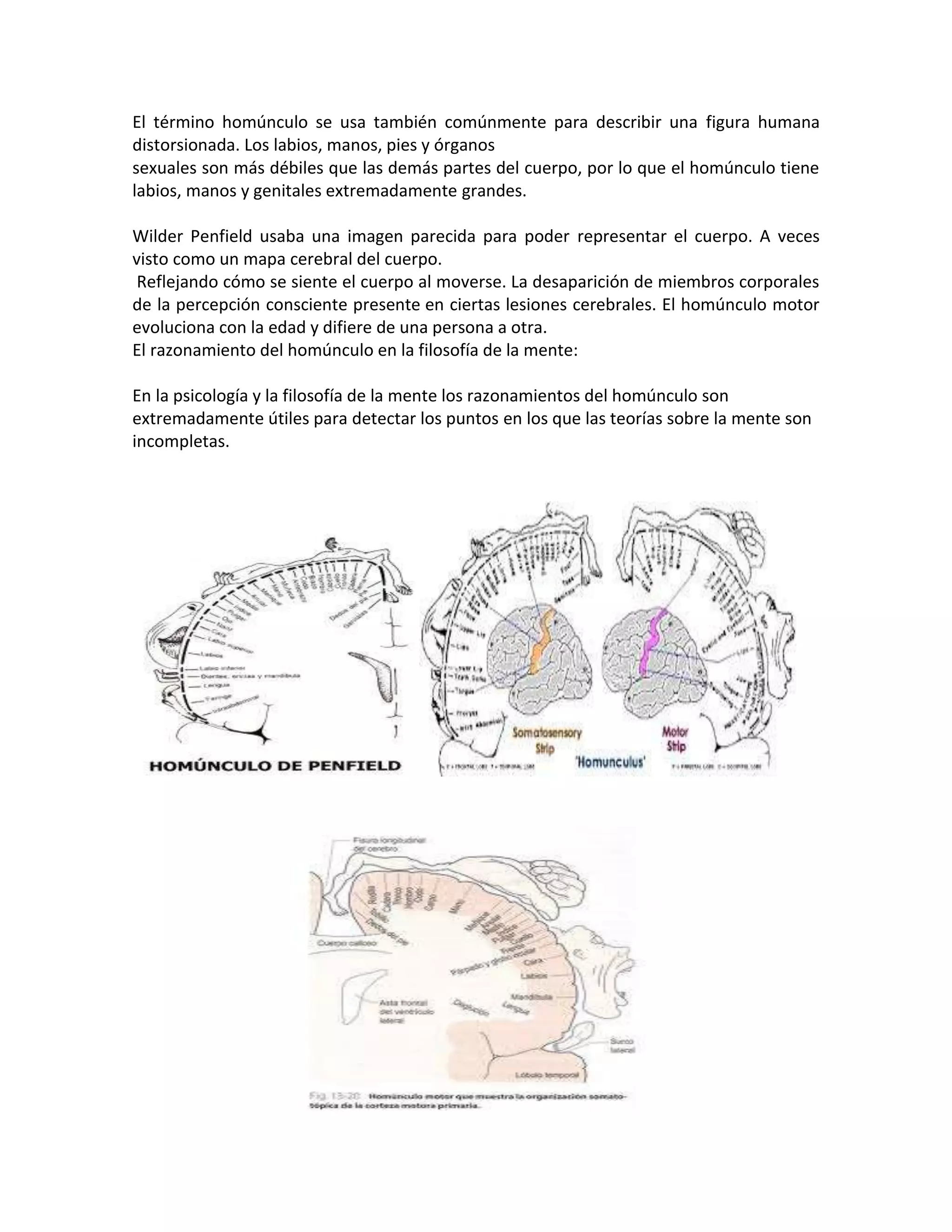 Homúnculo de penfield | DOCX