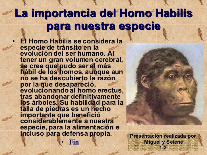 Homo Habilis-