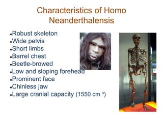 Homo neanderthalensis-sofia-doyaguez.ppt