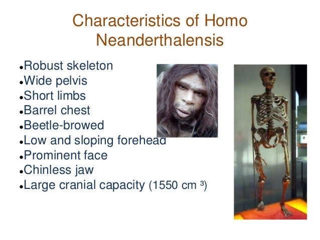 Neanderthal And Homosapien Differences