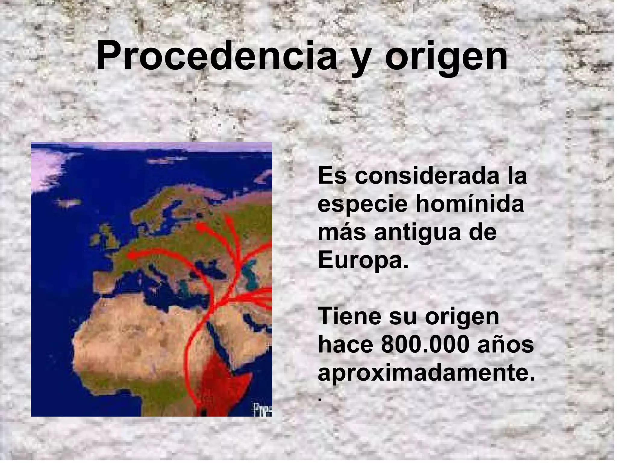 Homo antecessor | PPT