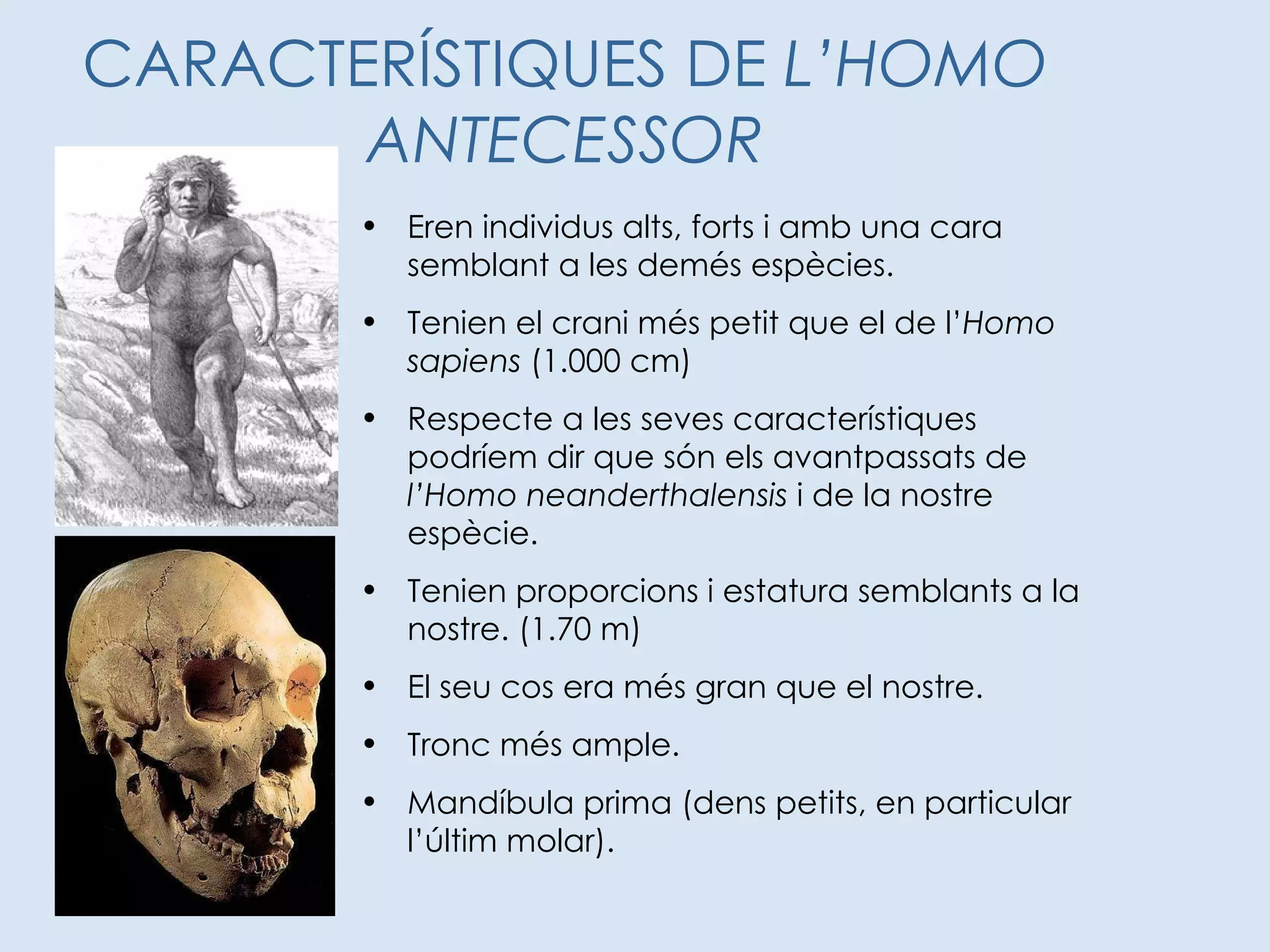 Homo antecessor (B) | PPT