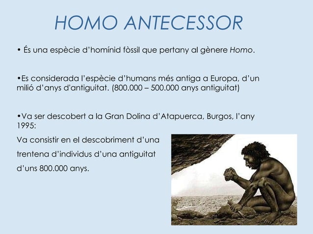 Homo antecessor (B) | PPT