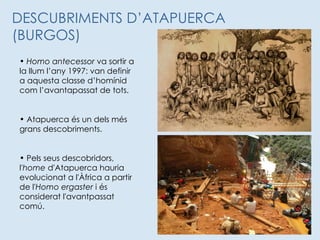 Homo antecessor (B) | PPT