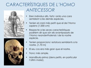 Homo antecessor (B) | PPT