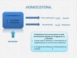 Homocisteína Metionina