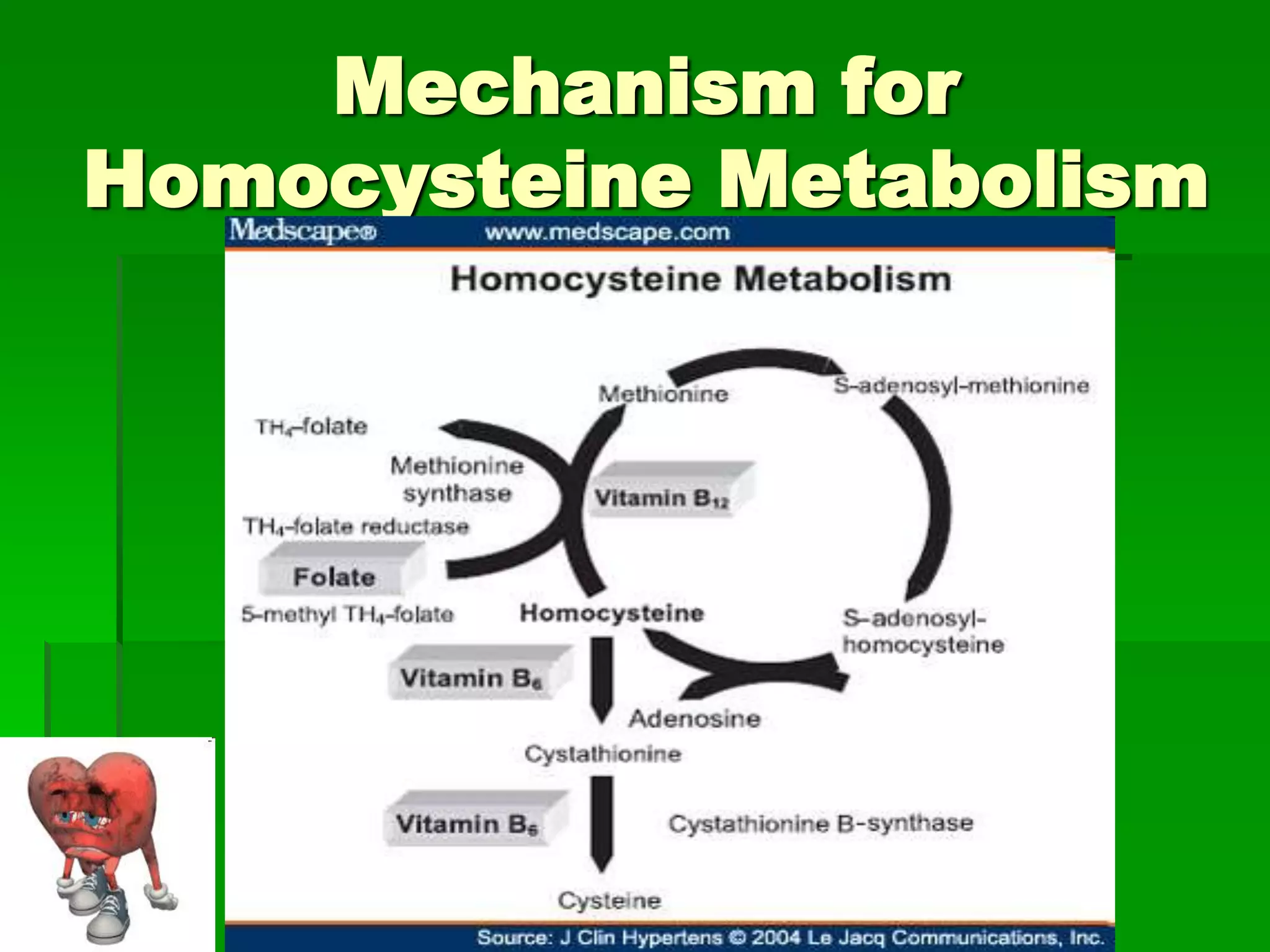 Homocysteine And Cardiovascular Disease | PPT
