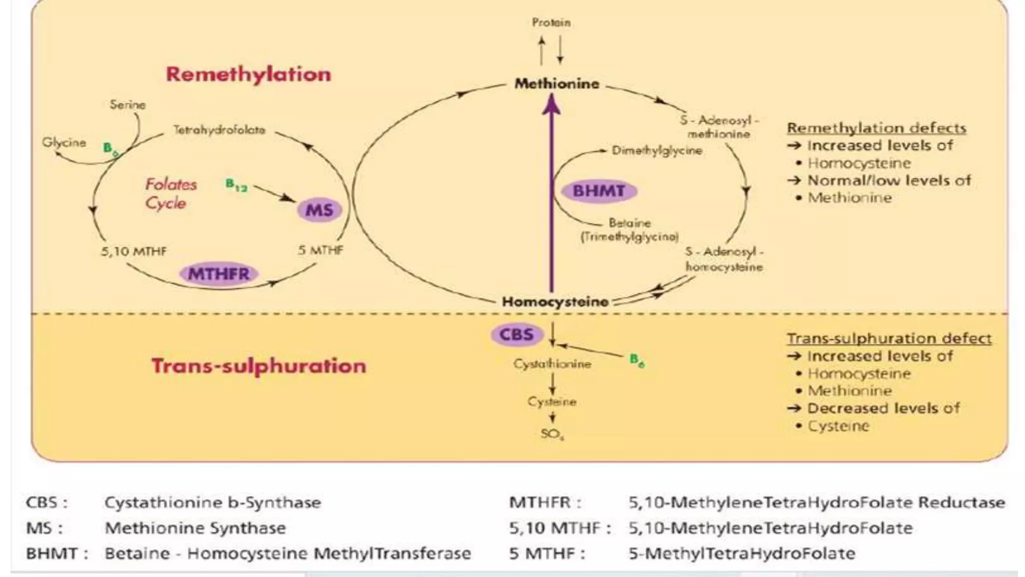 Homocystinuria | PPTX