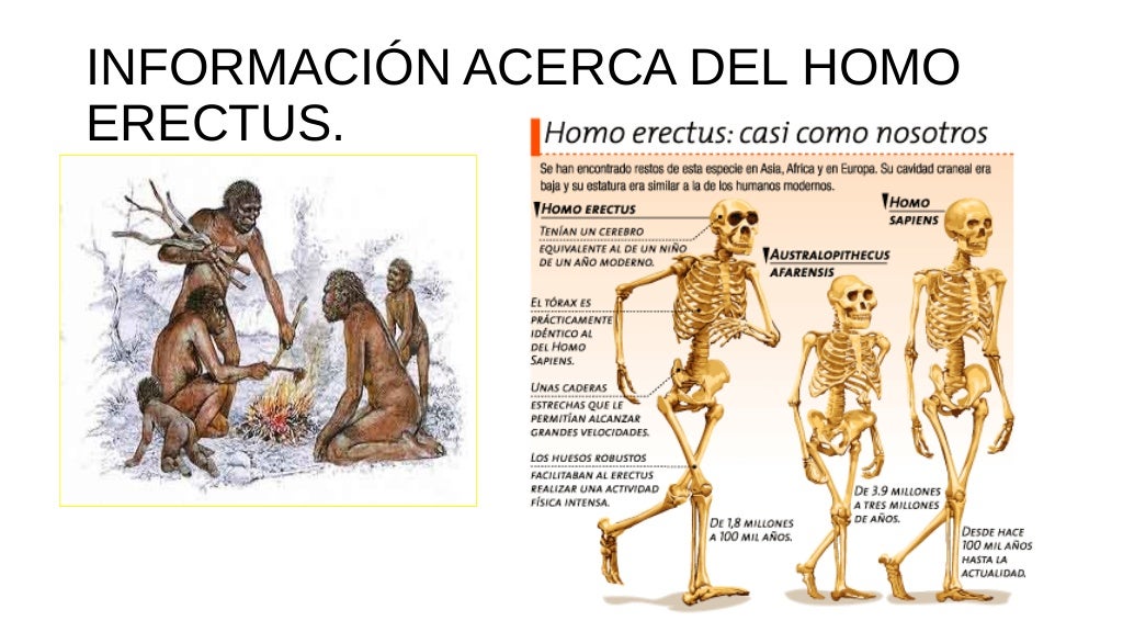 Pequeña presentacion Homo Erectus