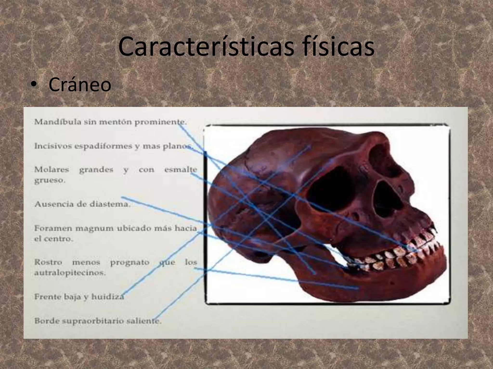 El Homo erectus
