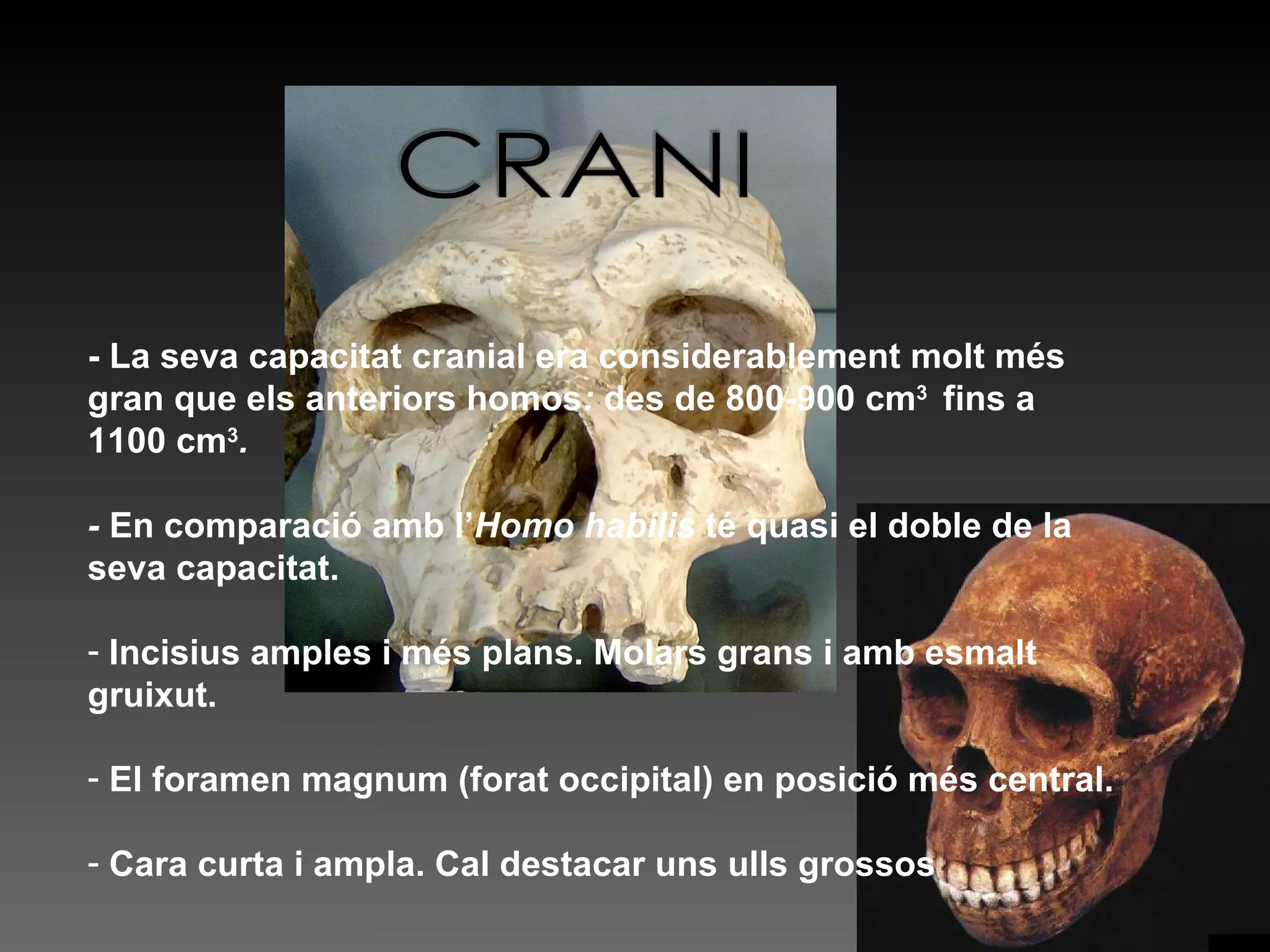 Homo erectus (A) | PPT