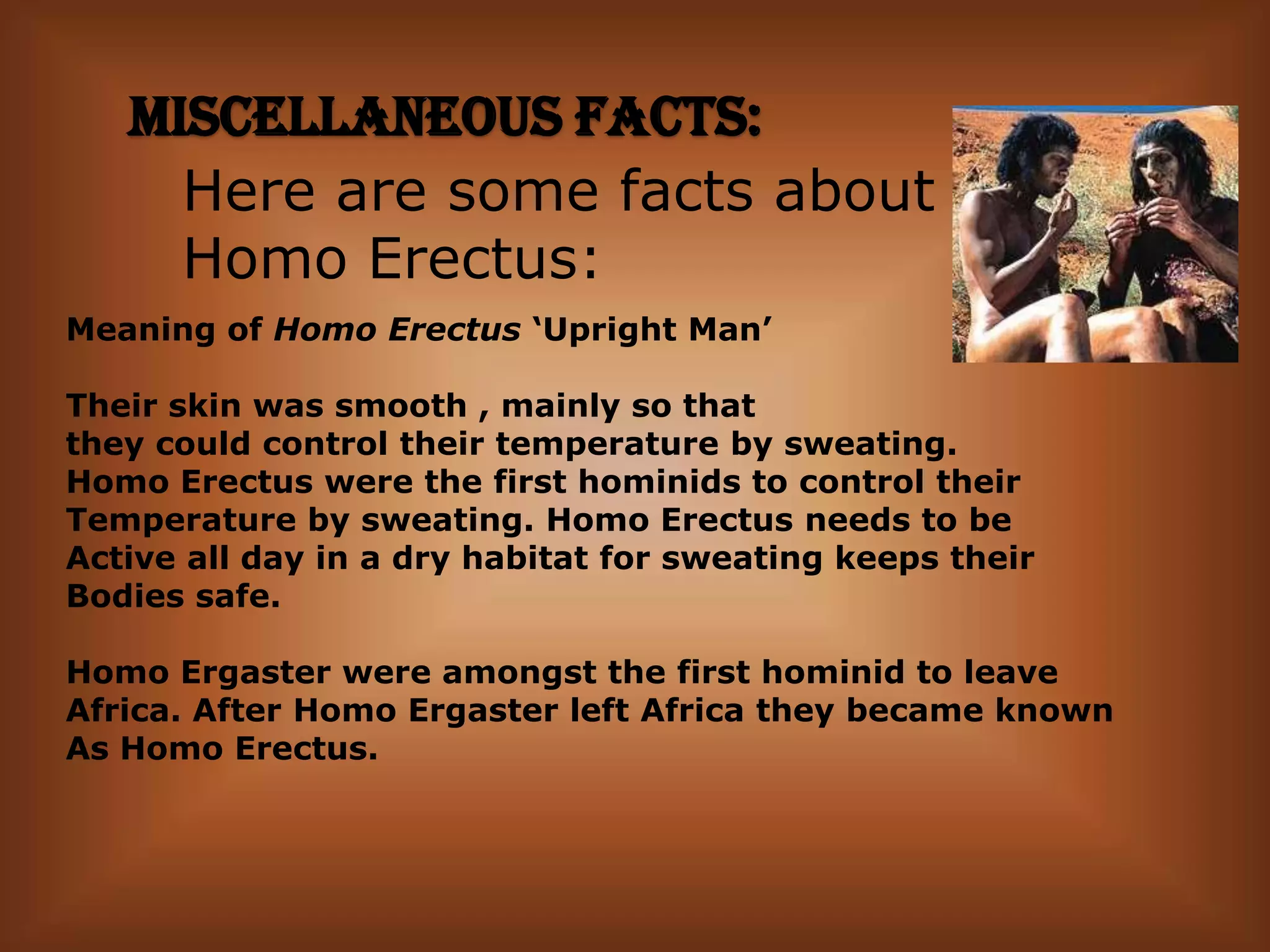 Homo erectus presentation 6H | PPTX