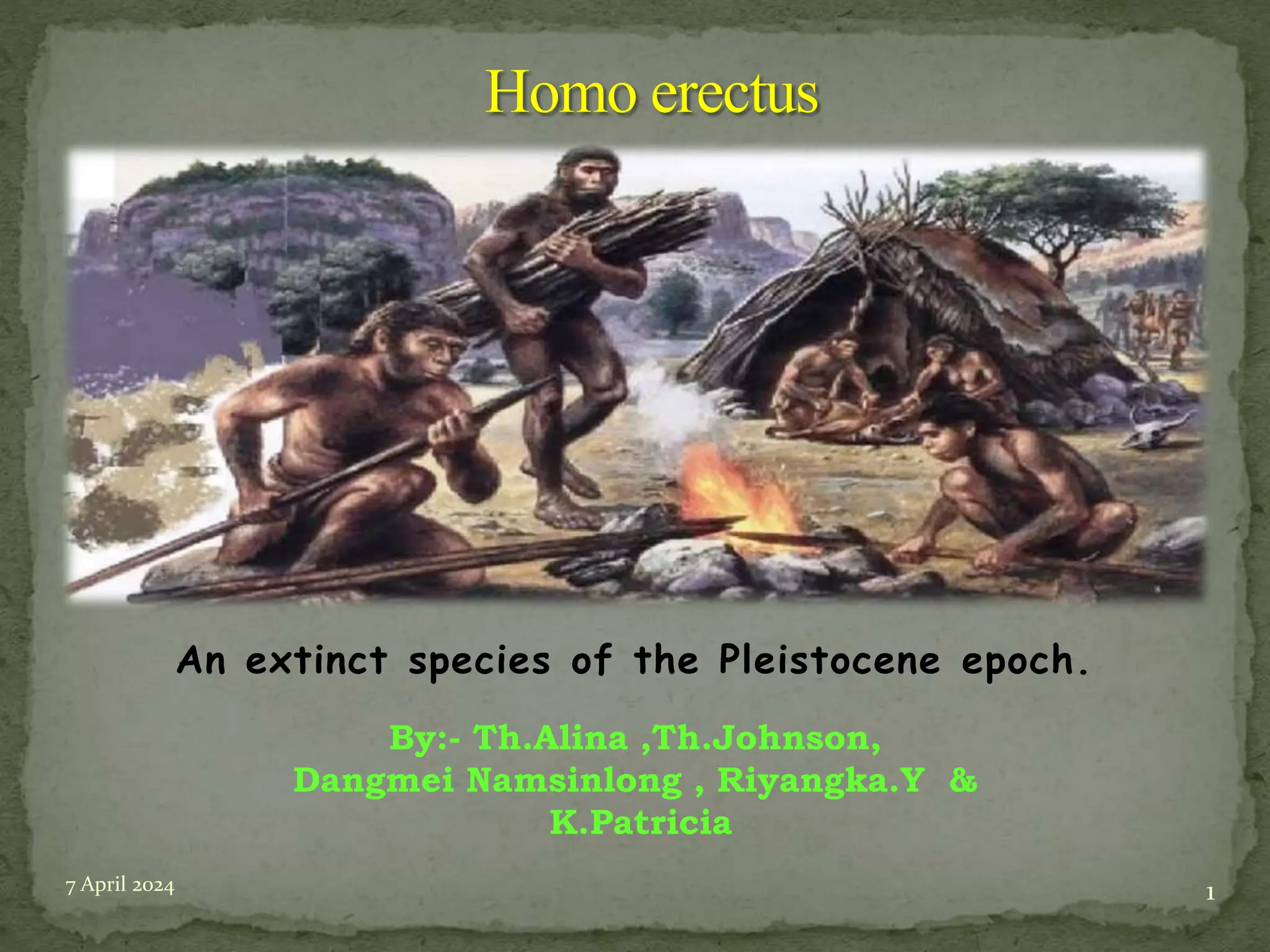 Homo erectus( the upright man), Manipur university | PPTX