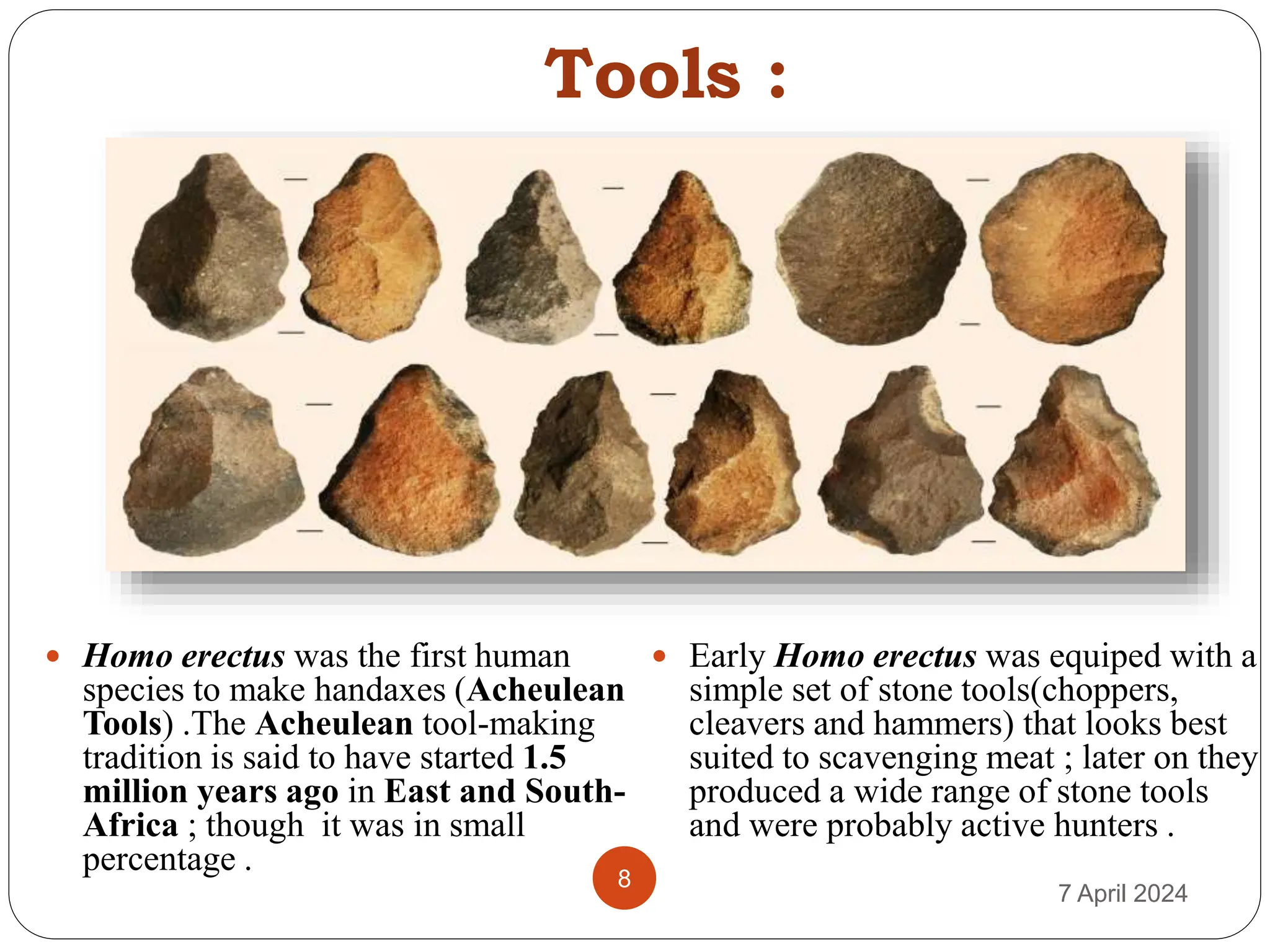 Homo erectus( the upright man), Manipur university | PPTX