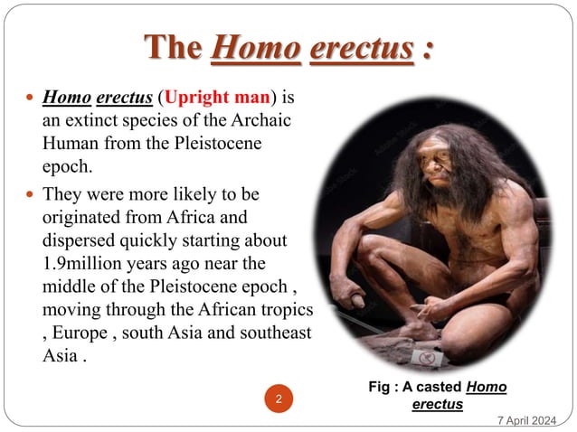 Homo erectus( the upright man), Manipur university | PPTX | Geology ...